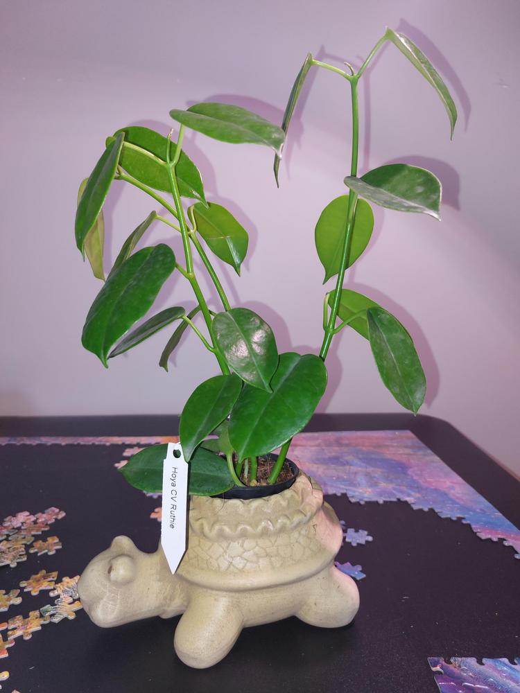 Photo of the entire plant of Wax Plant (Hoya 'Ruthie') posted by ...