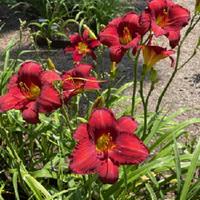 Daylily (Hemerocallis 'Funny Valentine') in the Daylilies Database ...