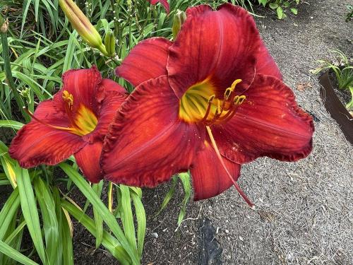 Daylily of the Day: Funny Valentine in the Plants of the Day forum ...