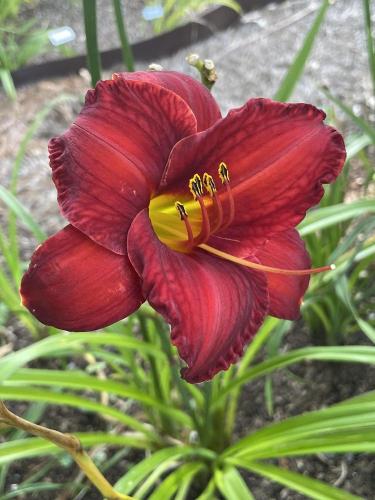 Daylily of the Day: Funny Valentine in the Plants of the Day forum ...