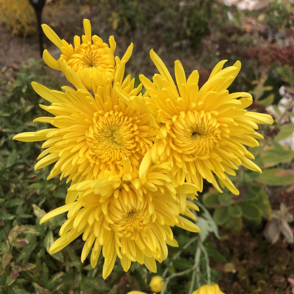 Pot Mum (Chrysanthemum indicum 'Cosmo Yellow') - Garden.org