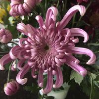 Photo of the bloom of Mum (Chrysanthemum 'Jefferson Park') posted by ...