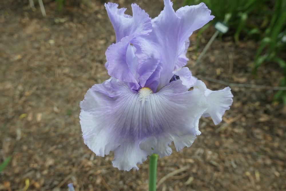 Photo of the bloom of Tall Bearded Iris (Iris 'Queen of the Mist ...