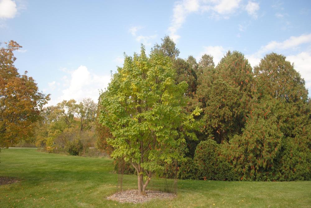 Photo of the entire plant of Chinese Fringe Tree (Chionanthus retusus ...