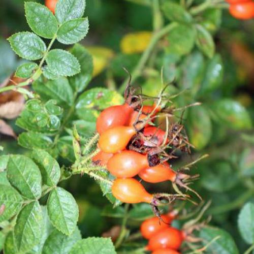 Common Sweet Briar (Rosa rubiginosa) in the Roses Database - Garden.org