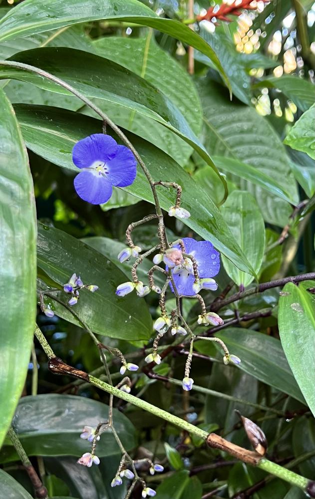 Photo of the bloom of Weeping Blue Ginger (Dichorisandra penduliflora ...