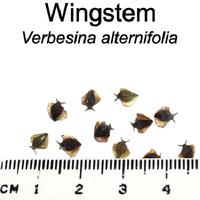 Photo of the seeds of Wingstem (Verbesina alternifolia) posted by ...