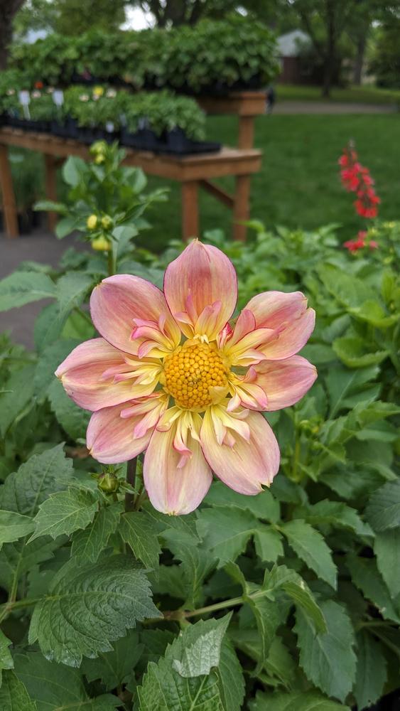 Dahlia (Dahlia pinnata 'Dandy Improved Mix') in the Dahlias Database ...