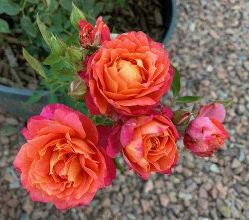 Regan's New Roses for 2024 Season in the Roses forum - Garden.org