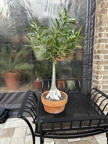 Dormancy, Activity, and Growth stages of adeniums in the Adeniums forum ...