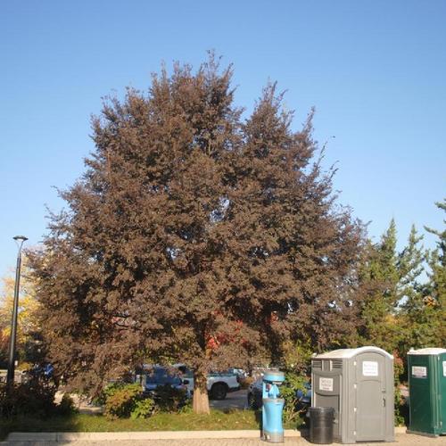 Hybrid Elm (Ulmus 'Frontier') - Garden.org