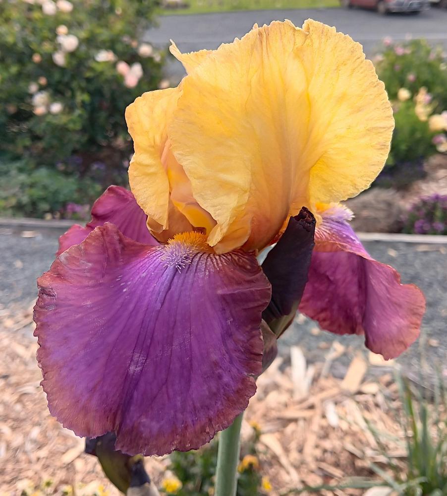 Photo of the bloom of Tall Bearded Iris (Iris 'Fresh as Paint') posted ...