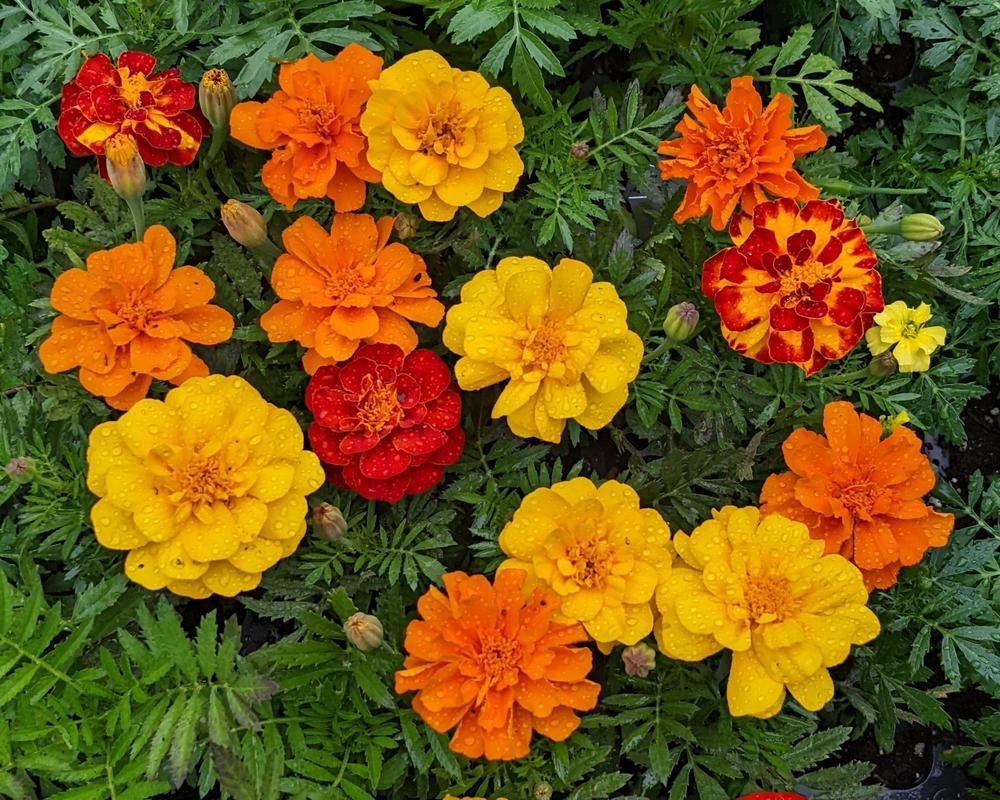 French Marigold (Tagetes erecta Durango™ Outback Mix) - Garden.org