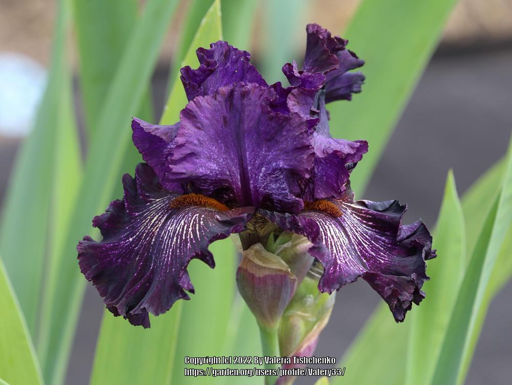 Tall Bearded Iris (Iris 'Cat Tales') in the Irises Database - Garden.org