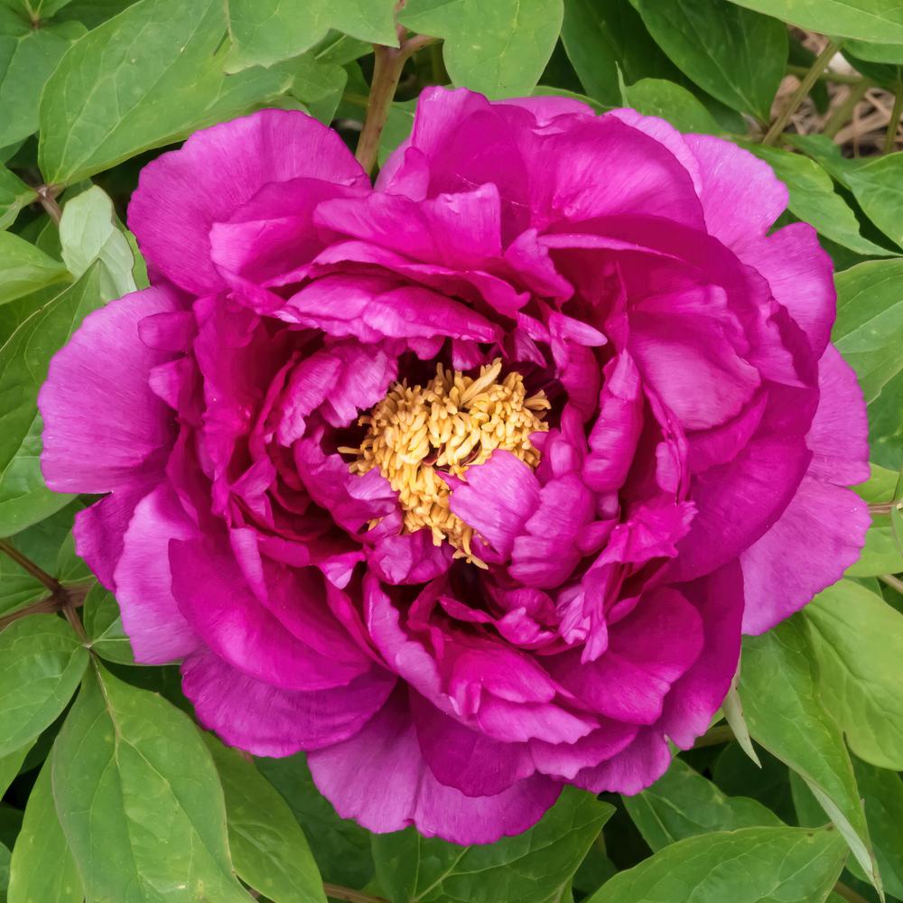 Chinese Tree Peony (Paeonia x suffruticosa 'Da Zong Zi') in the Peonies ...
