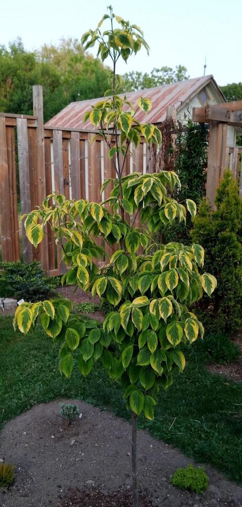 Photo of the entire plant of Dogwood (Cornus 'Celestial Shadow') posted ...