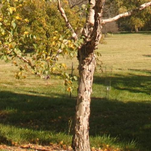 Tianshan Birch (Betula tianschanica) - Garden.org