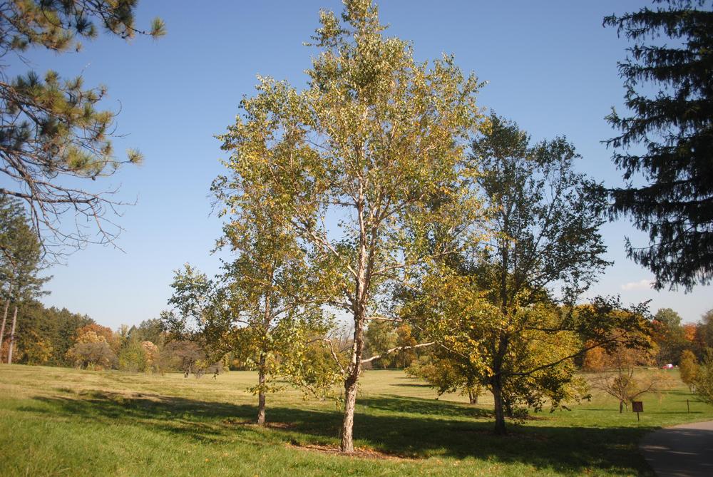 Photo of the entire plant of Tianshan Birch (Betula tianschanica ...