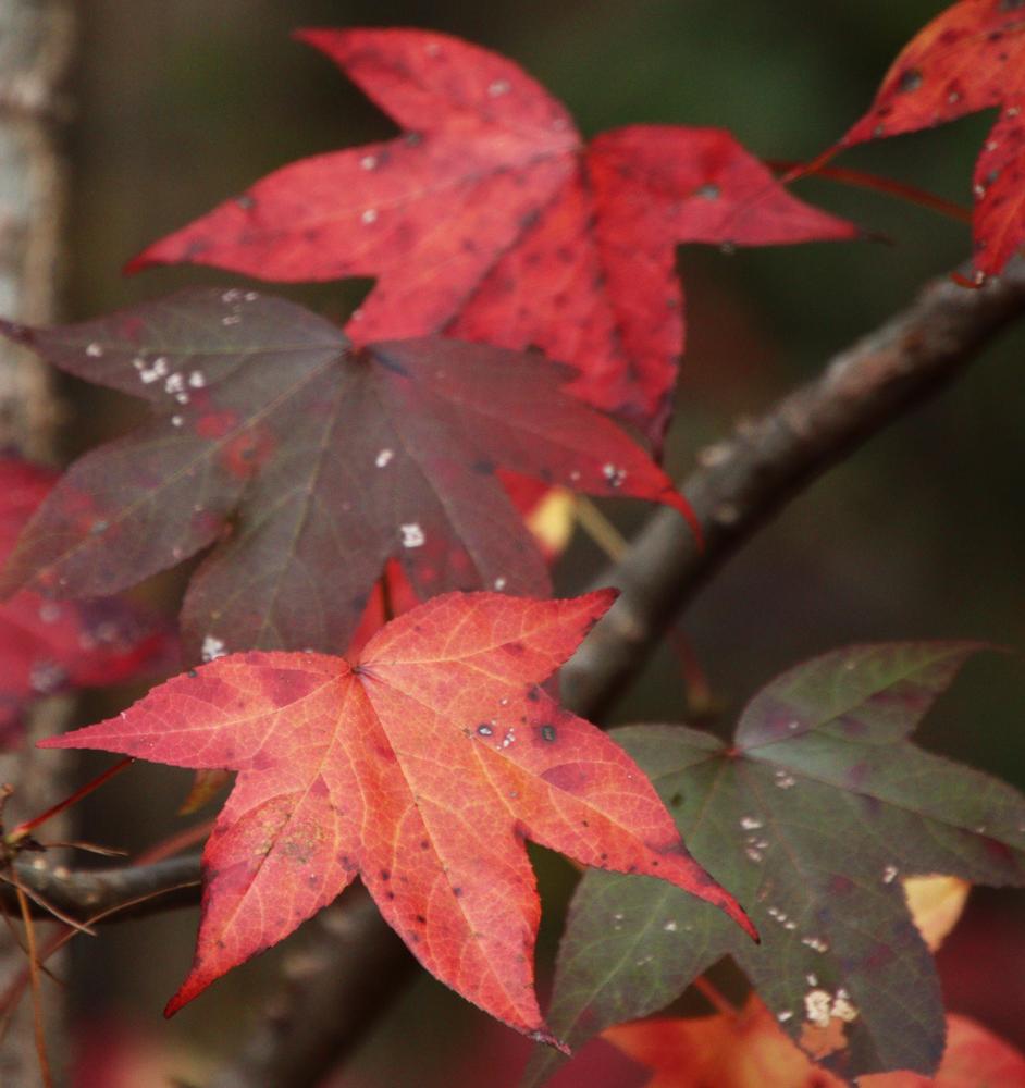 Photo of the fall color of American Sweetgum (Liquidambar styraciflua ...