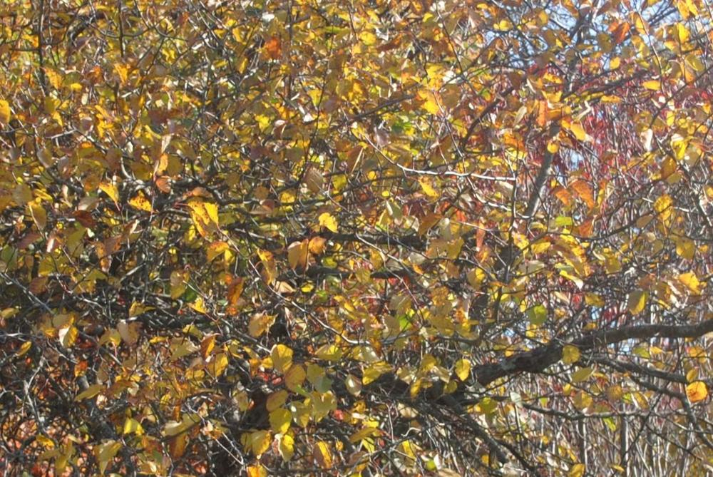 Photo of the fall color of Sweet Crabapple (Malus coronaria) posted by ...