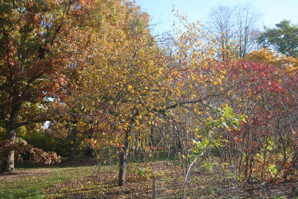 Photo of the fall color of Sweet Crabapple (Malus coronaria) posted by ...