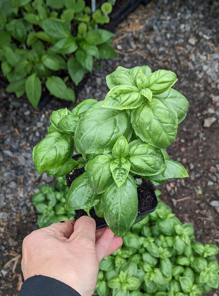 Photo of the entire plant of Genovese Basil (Ocimum basilicum 'Dolce ...