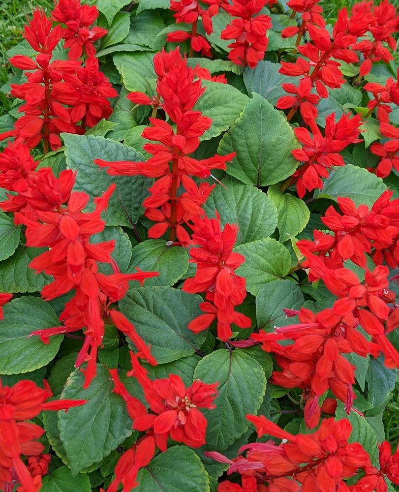 Photo of the bloom of Scarlet Sage (Salvia splendens 'St. John's Fire ...