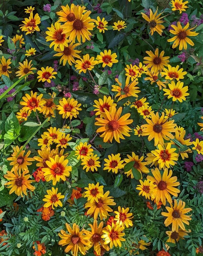 Photo of the bloom of False Sunflower (Heliopsis helianthoides 'Burning ...