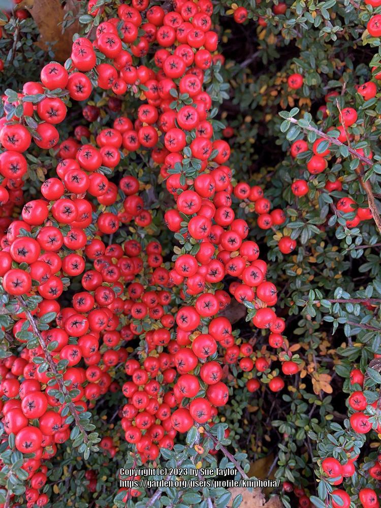 Photo of the fruit of Rock Cotoneaster (Cotoneaster horizontalis ...