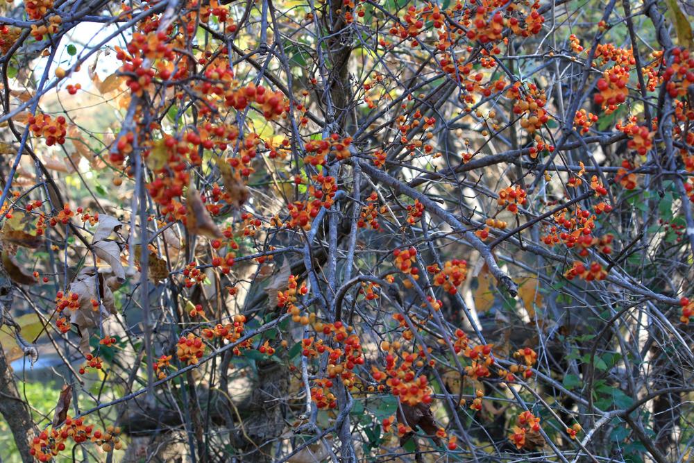 Photo of the fruit of Oriental Bittersweet (Celastrus orbiculatus ...