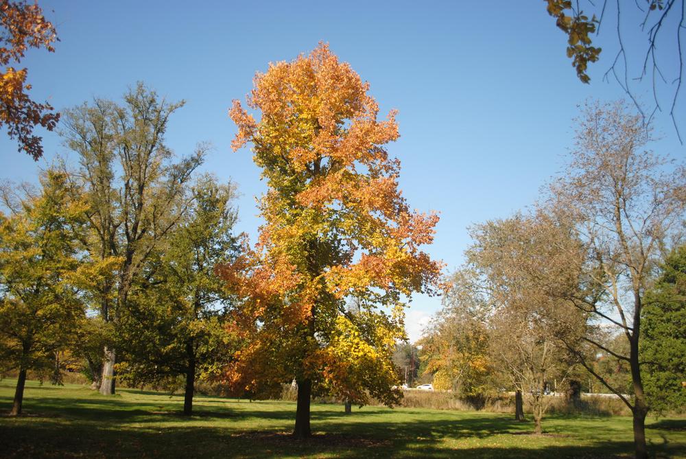 Photo of the fall color of Cork Elm (Ulmus thomasii) posted by ILPARW ...