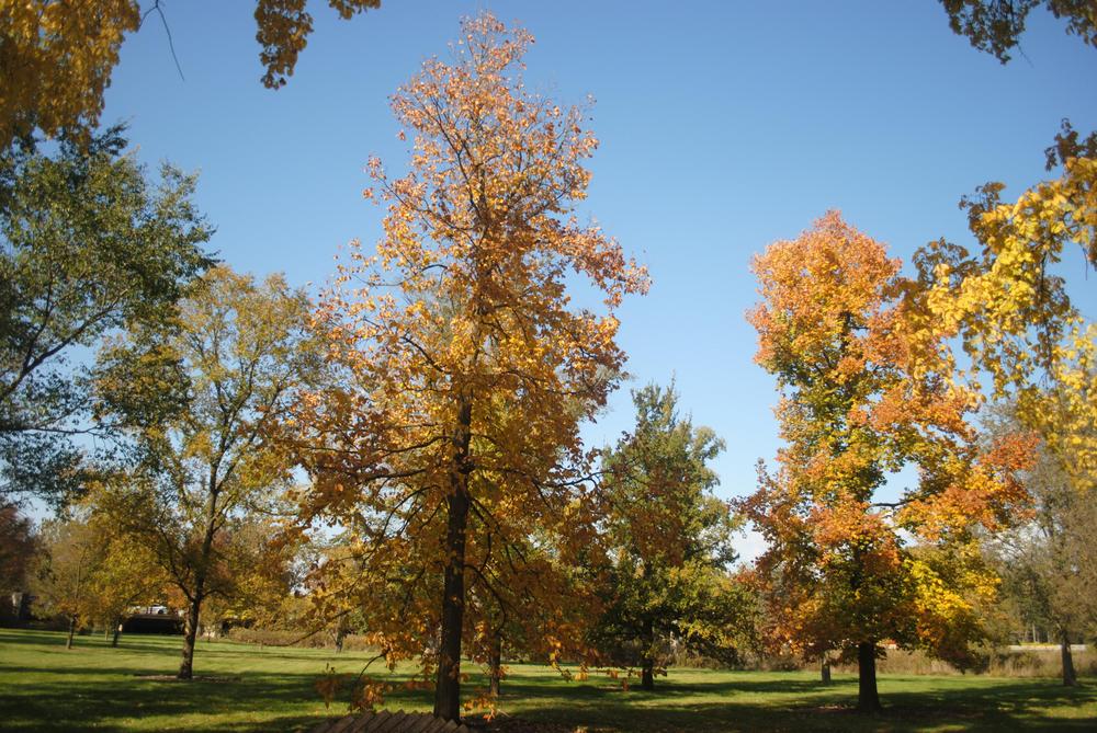 Photo of the fall color of Cork Elm (Ulmus thomasii) posted by ILPARW ...