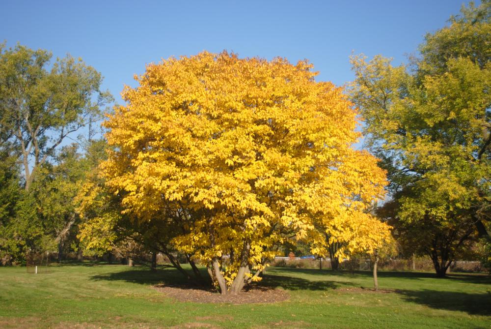 Japanese Mulberry (Morus australis) - Garden.org