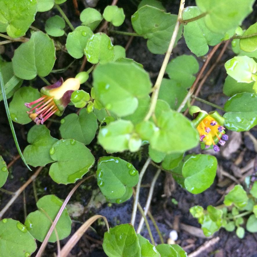 Photo of the entire plant of Creeping Fuchsia (Fuchsia procumbens ...