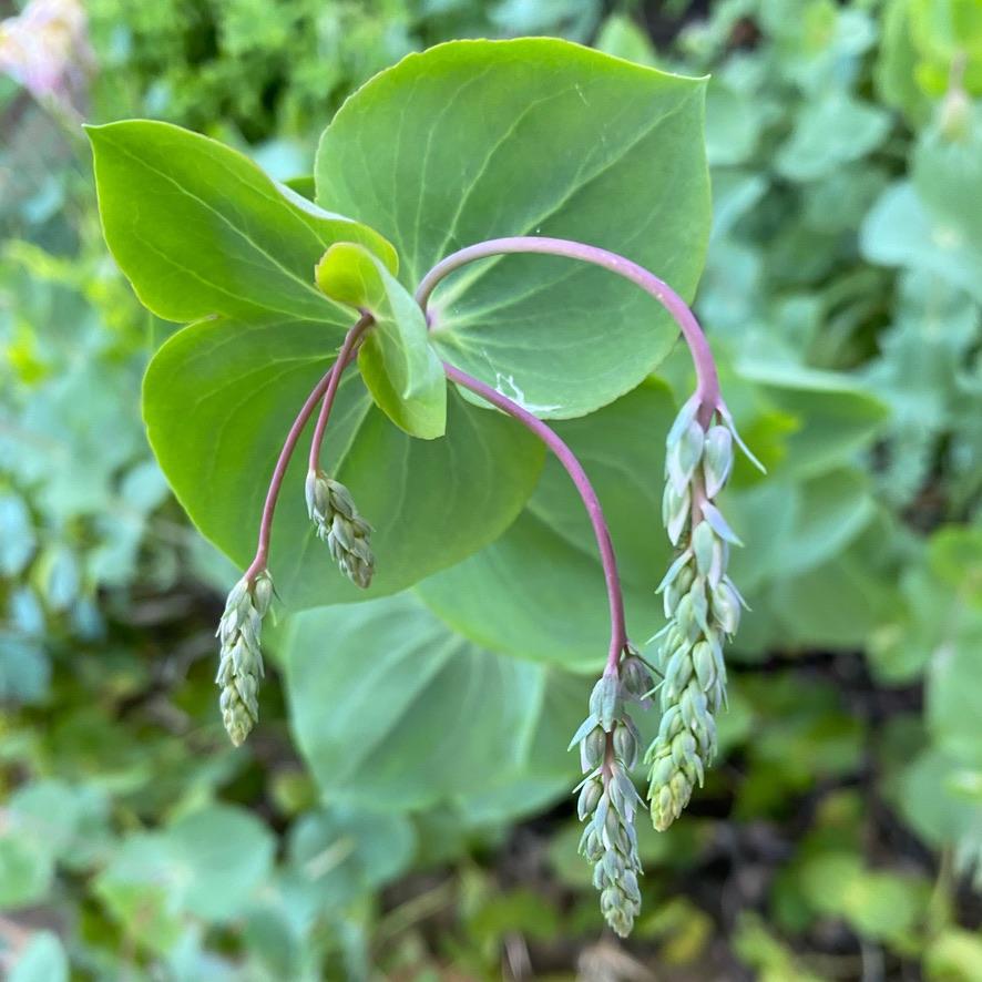 Digger's Speedwell (Veronica perfoliata) in the Veronicas Database ...