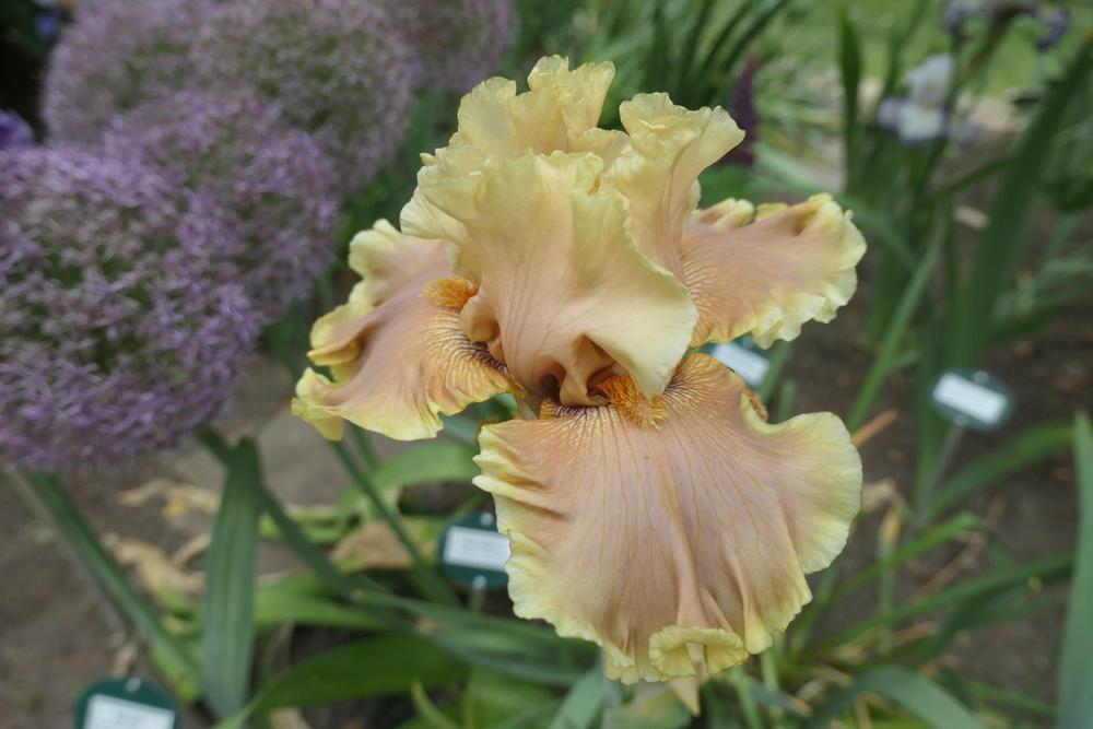 Photo of the bloom of Tall Bearded Iris (Iris 'Tropical Breeze') posted ...
