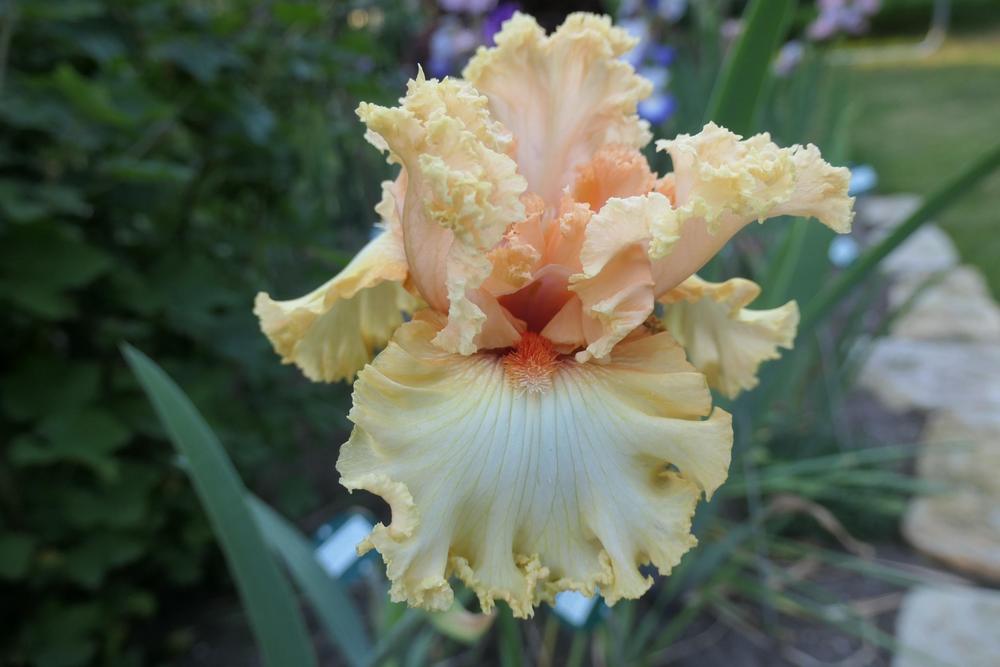 Photo of the bloom of Tall Bearded Iris (Iris 'So Much More') posted by ...