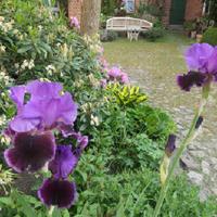 Photo of the bloom of Tall Bearded Iris (Iris 'Violet Turner') posted by Caruso - Garden.org