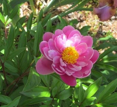 Peony ID needed in the Peonies forum - Garden.org