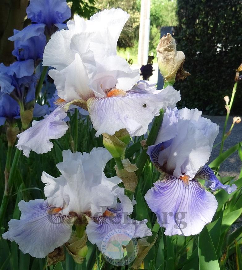 Photo of the bloom of Tall Bearded Iris (Iris 'Perfect Pet') posted by ...