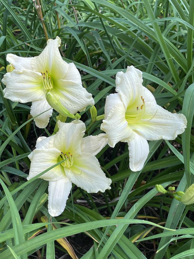 Photo of the bloom of Daylily (Hemerocallis 'Lime Frost') posted by Zoia - Garden.org