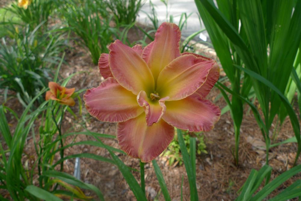 Show us your Doubles... in the Daylilies forum - Garden.org