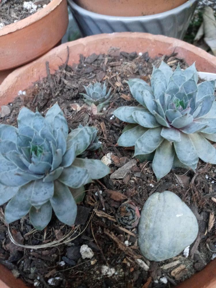 Photo of the entire plant of Hen and Chicks (Sempervivum 'Blue Balou ...