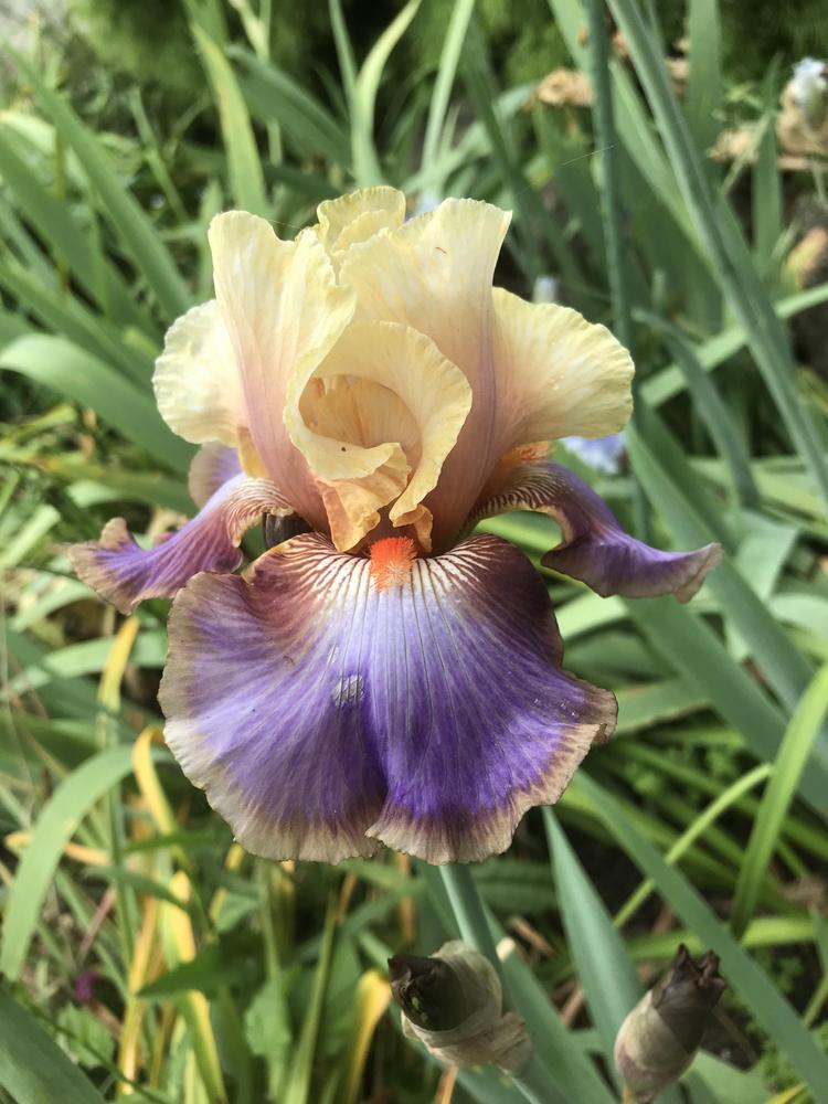 Photo of the bloom of Tall Bearded Iris (Iris 'Atavus') posted by ...
