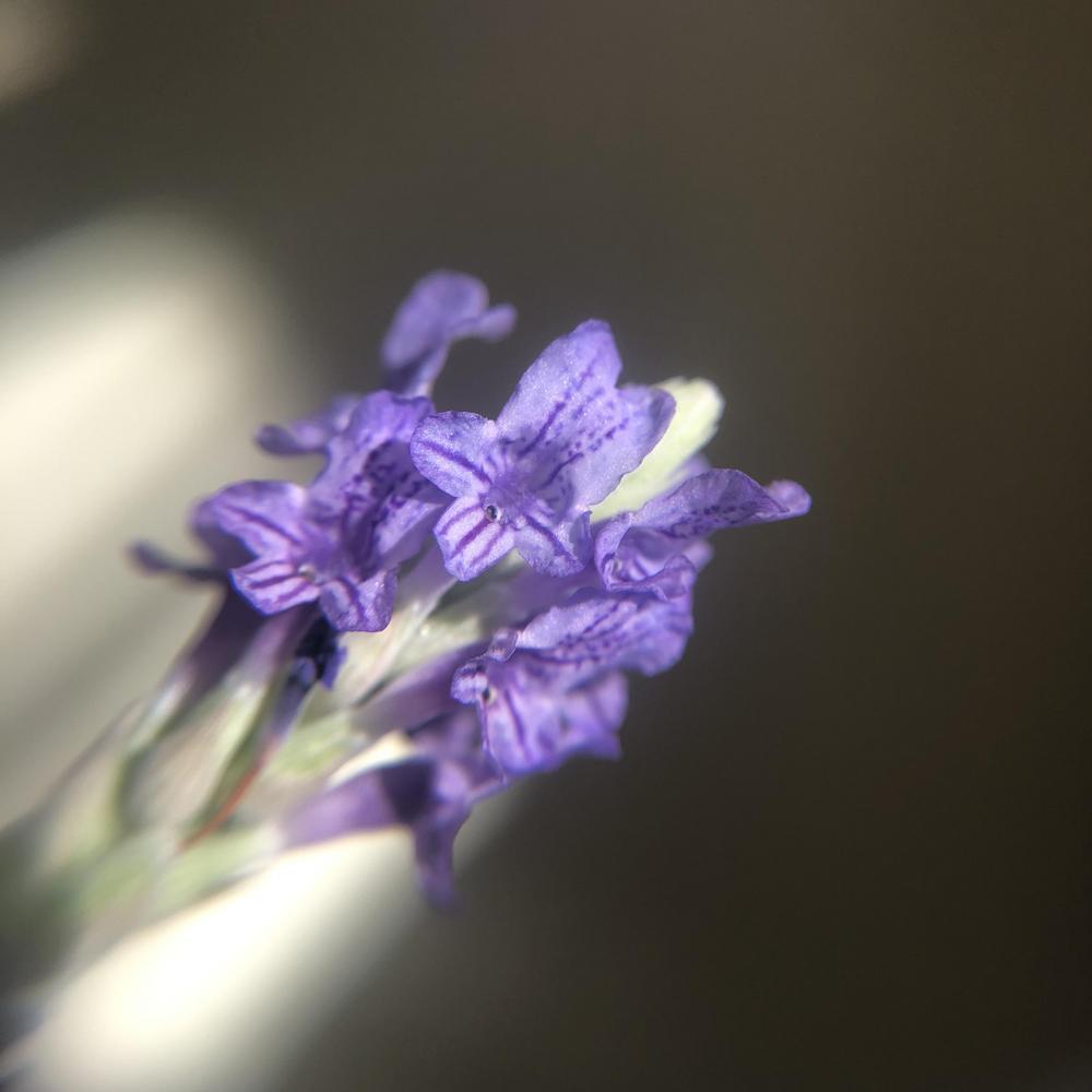Photo of the bloom of Fernleaf Lavender (Lavandula multifida) posted by ...