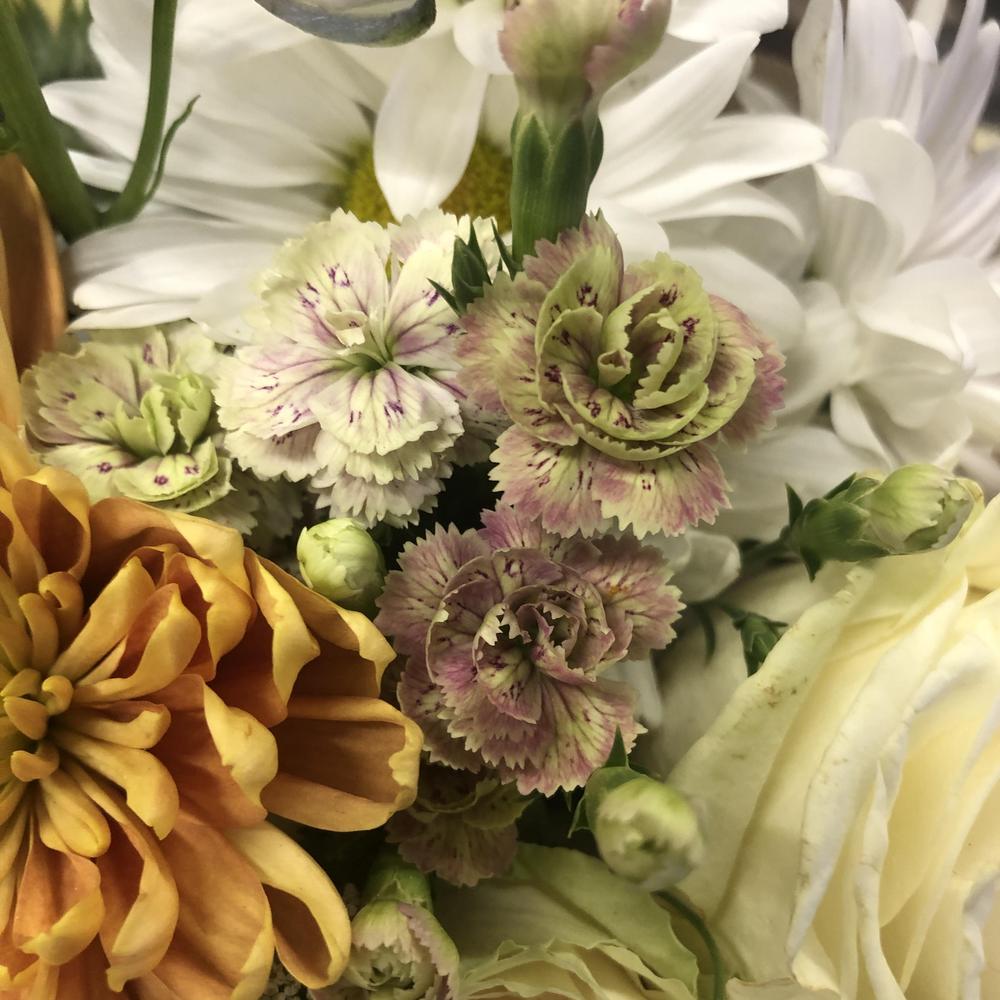 Dianthus 'Raffine Elea' in the Dianthus Database - Garden.org