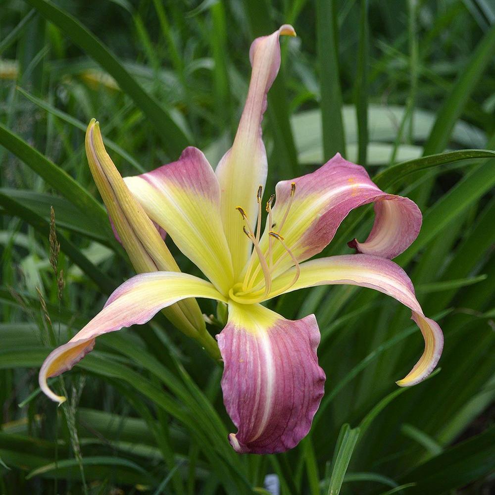 Photo of the bloom of Daylily (Hemerocallis 'Wilson Spider') posted by ...