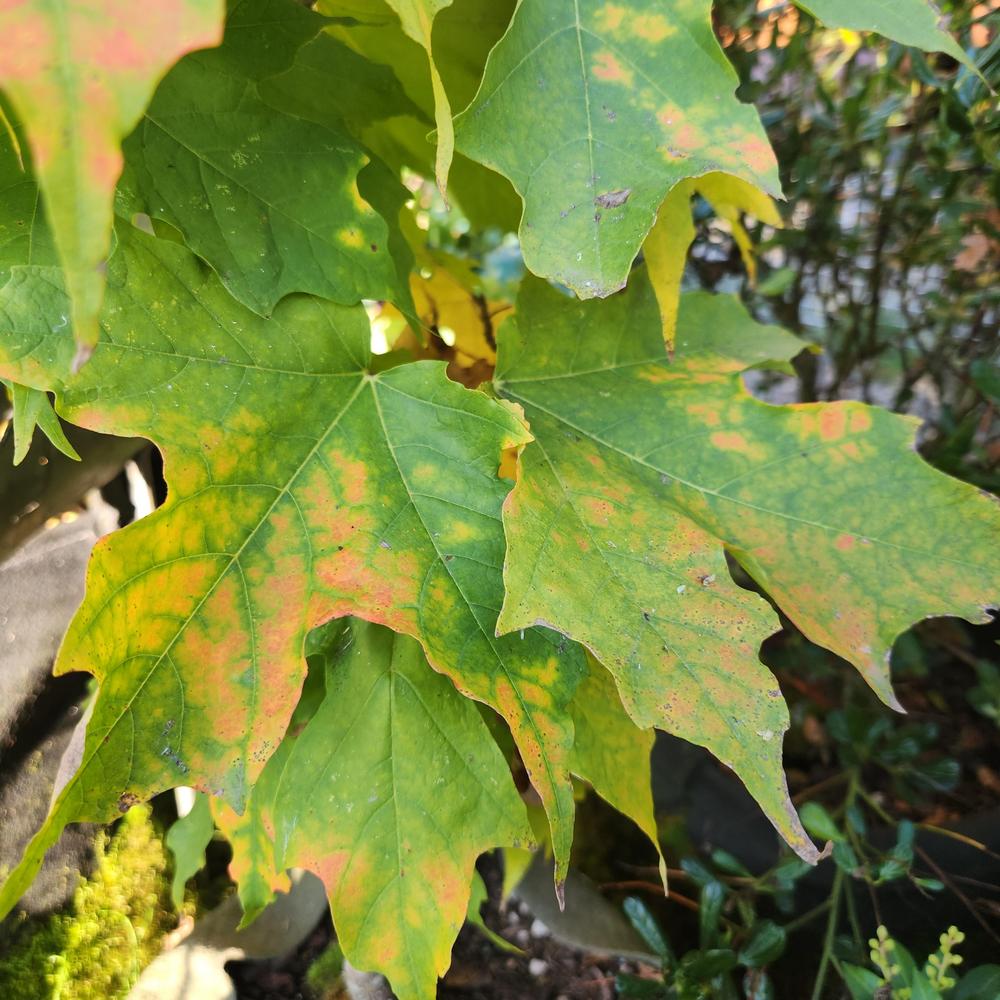 Photo of the leaves of Sugar Maple (Acer saccharum 'Millane's Columnar ...