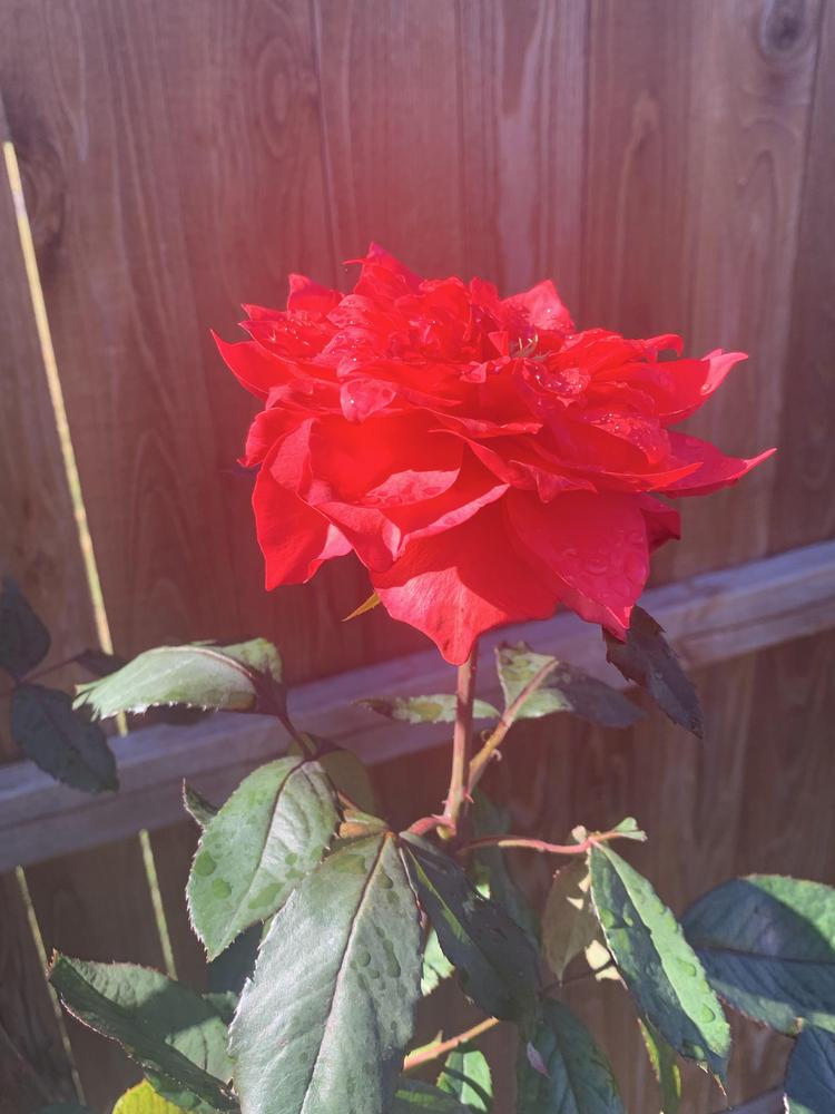 Photo of the bloom of Rose (Rosa 'Gypsy') posted by leovalder - Garden.org