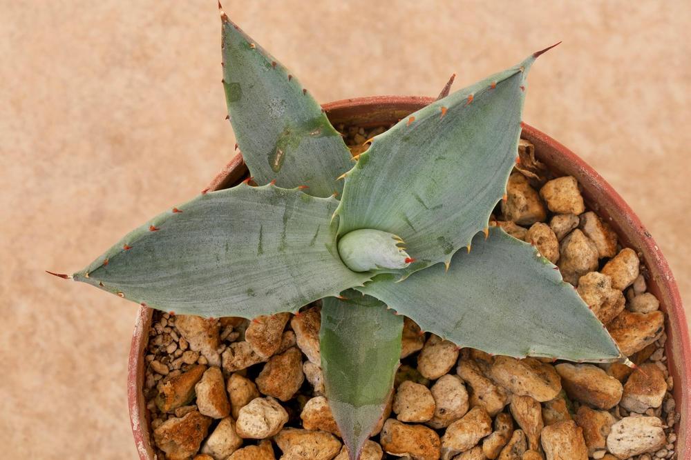 Photo of the seedling or young plant of Mescal Ceniza (Agave colorata ...